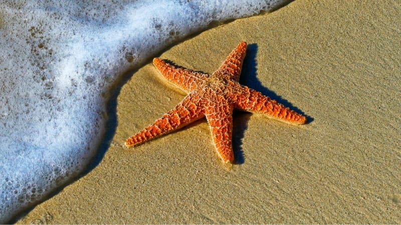 Starfish Parable - Resurrection United Methodist Church of Hastings